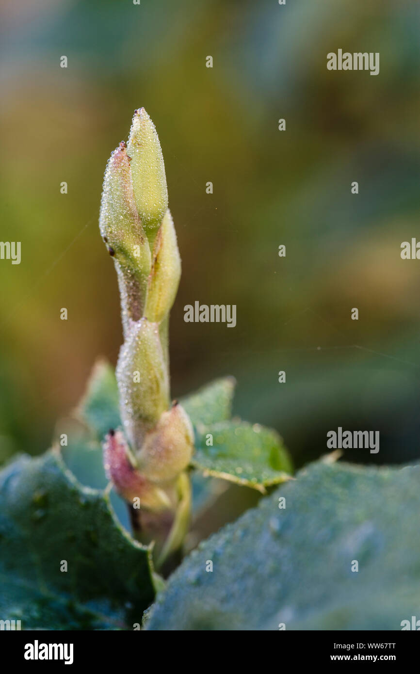 Holly leave hi-res stock photography and images - Alamy