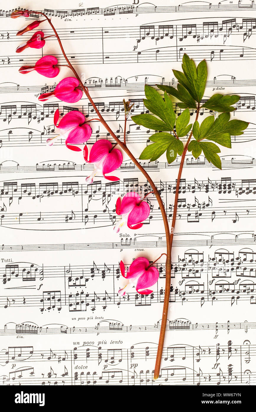 Bleeding heart, sheet of music Stock Photo - Alamy
