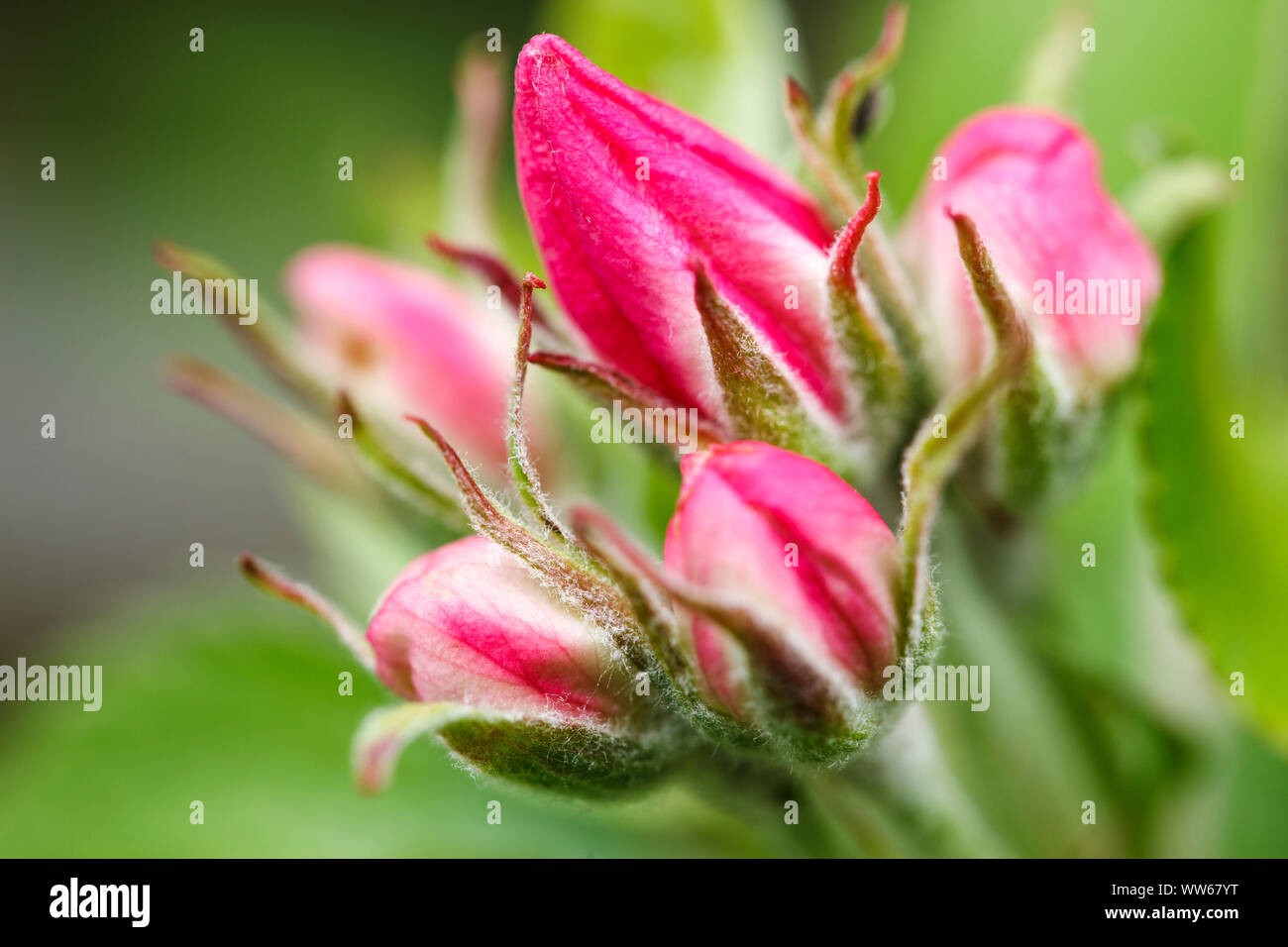 Apple blossom, buds, Malus domesticus, close-up Stock Photo - Alamy