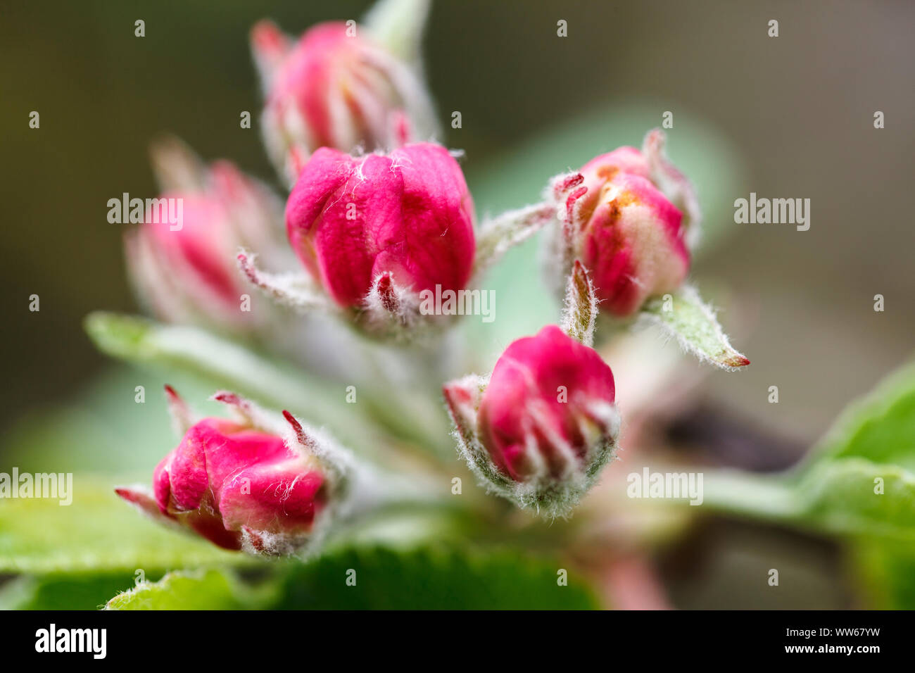 Apple blossom, buds, Malus domesticus, close-up Stock Photo - Alamy
