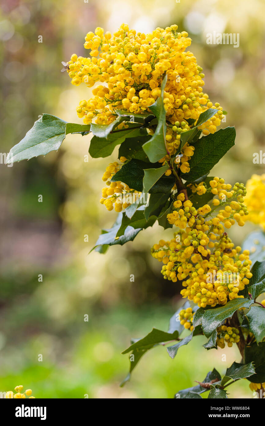 Spring of holly hi-res stock photography and images - Alamy