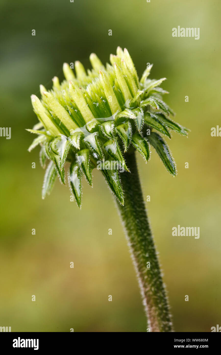 Bud of yellow coneflower Stock Photo - Alamy