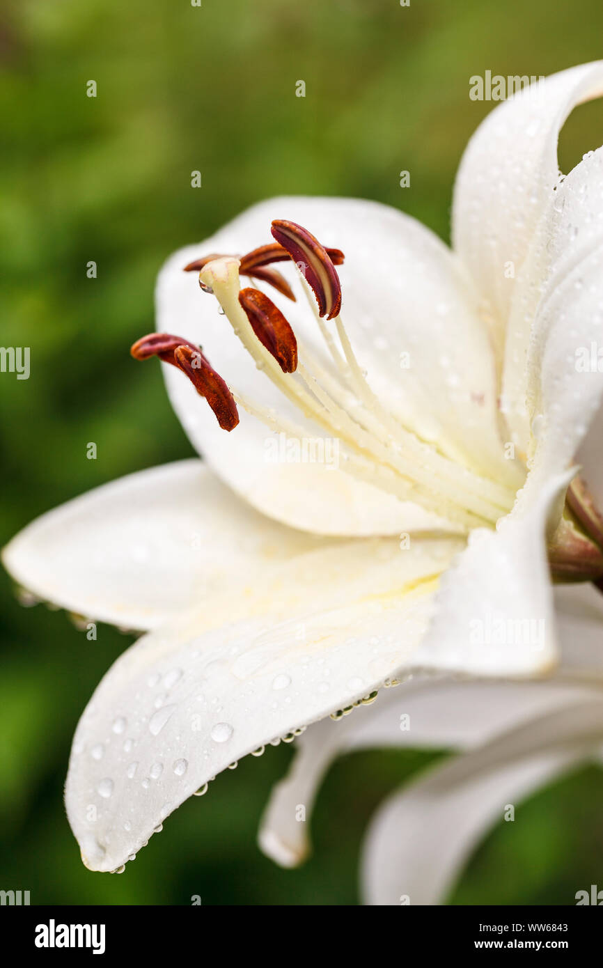 White lilies hi-res stock photography and images - Alamy