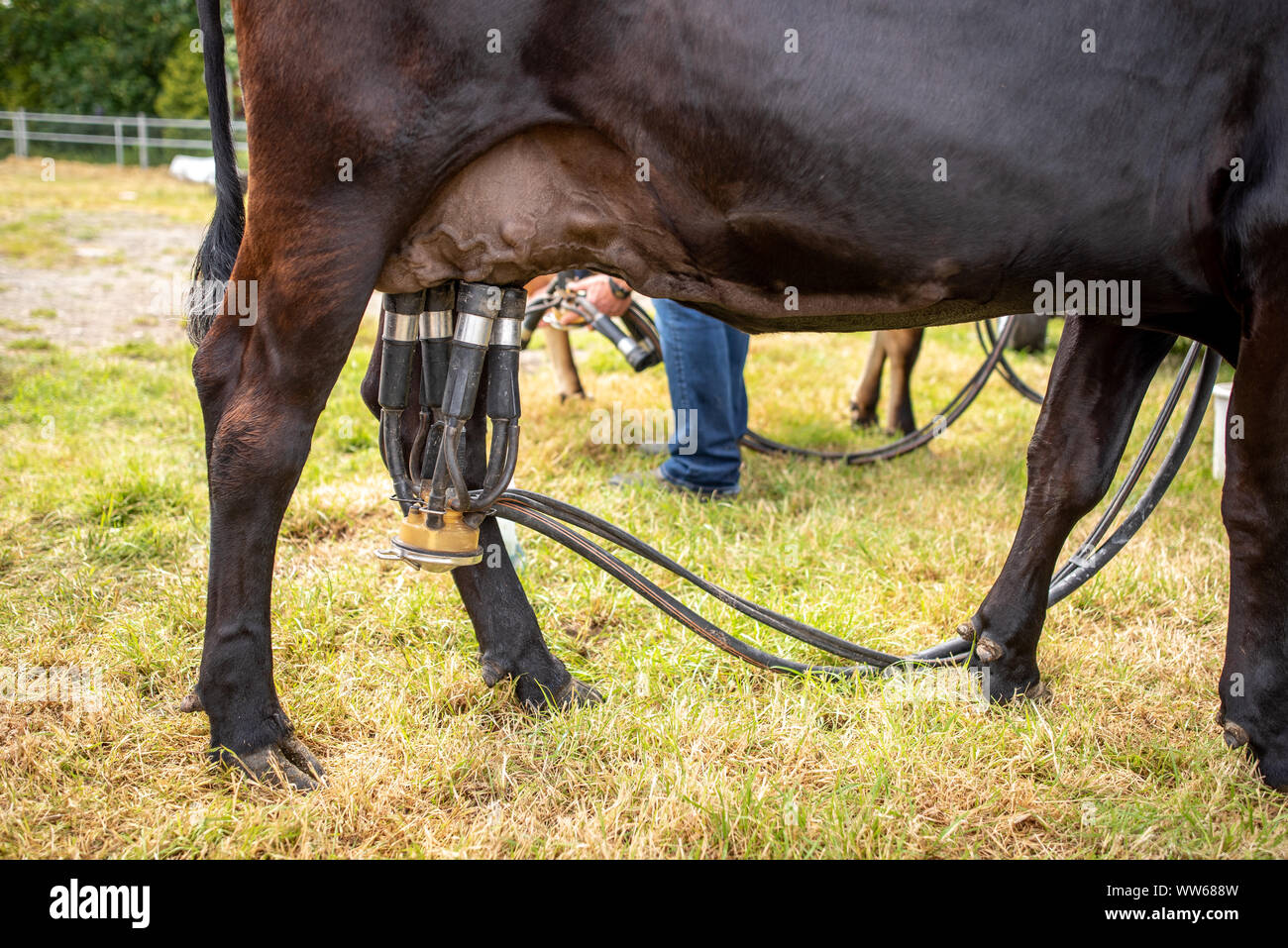 Cow being milked hi-res stock photography and images - Alamy