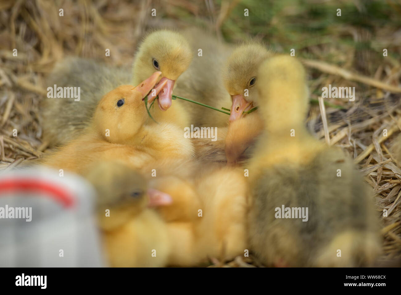 Chicks eating hi-res stock photography and images - Alamy