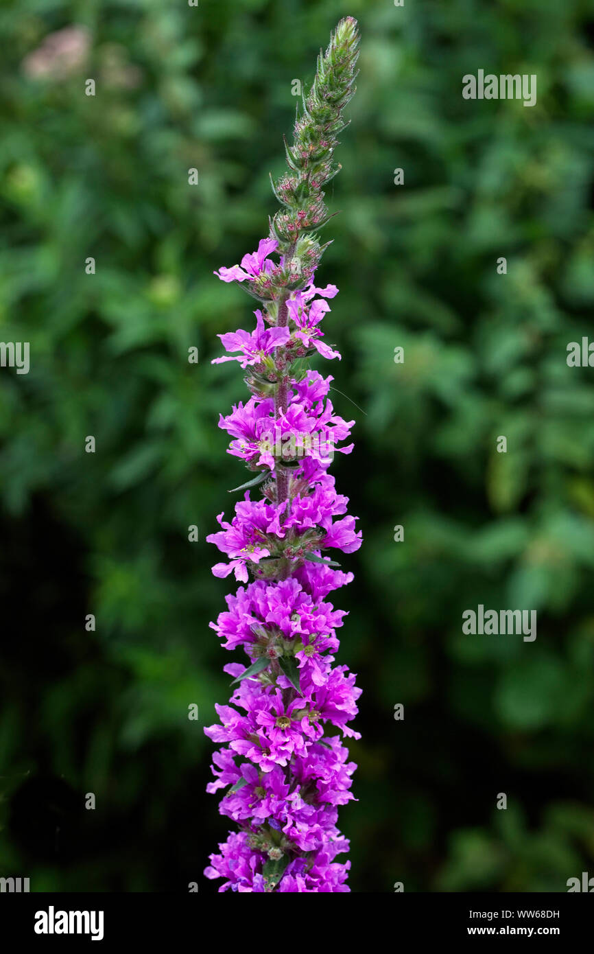 Purple loosestrife pond plant hi-res stock photography and images - Alamy