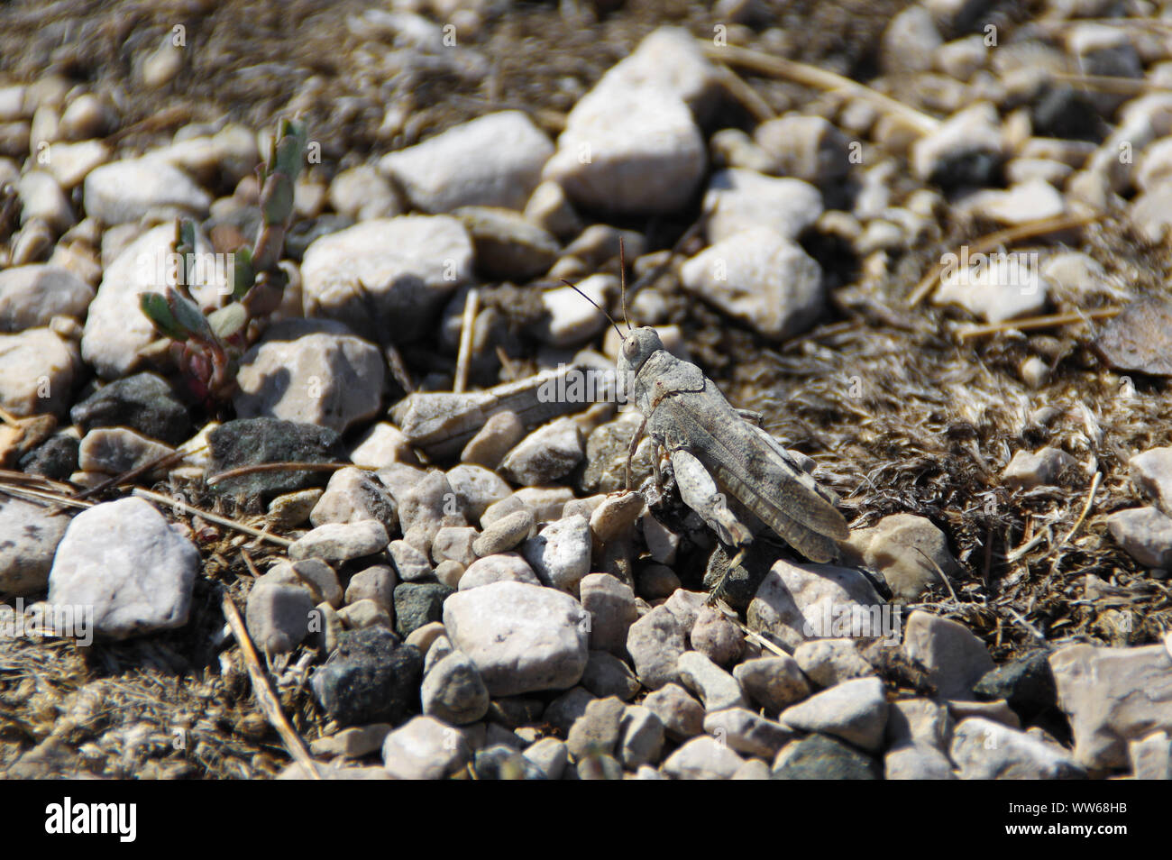 Camouflage stone hi-res stock photography and images - Alamy