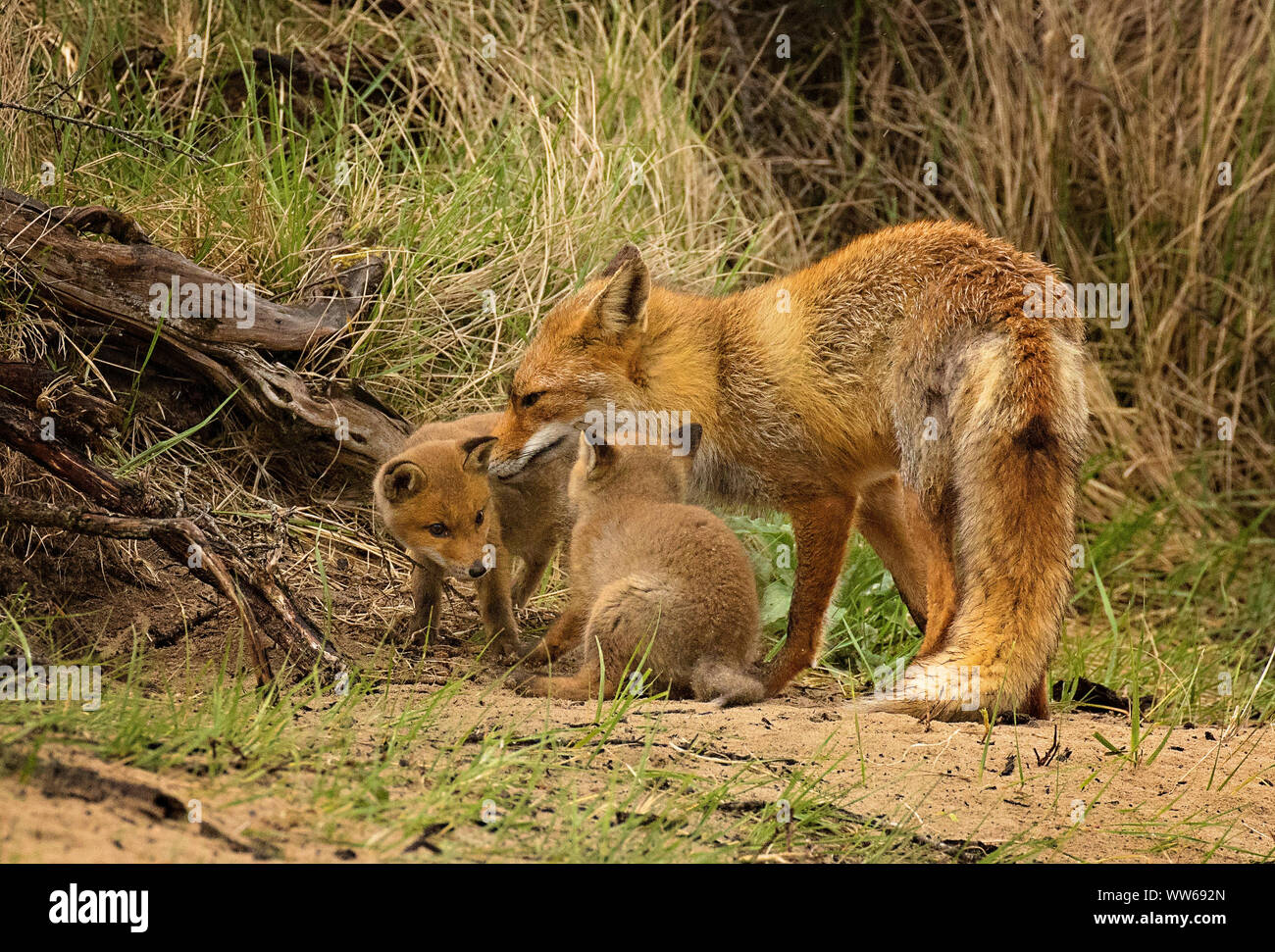 Red fox prancing and playing in the fields and looking for their next ...