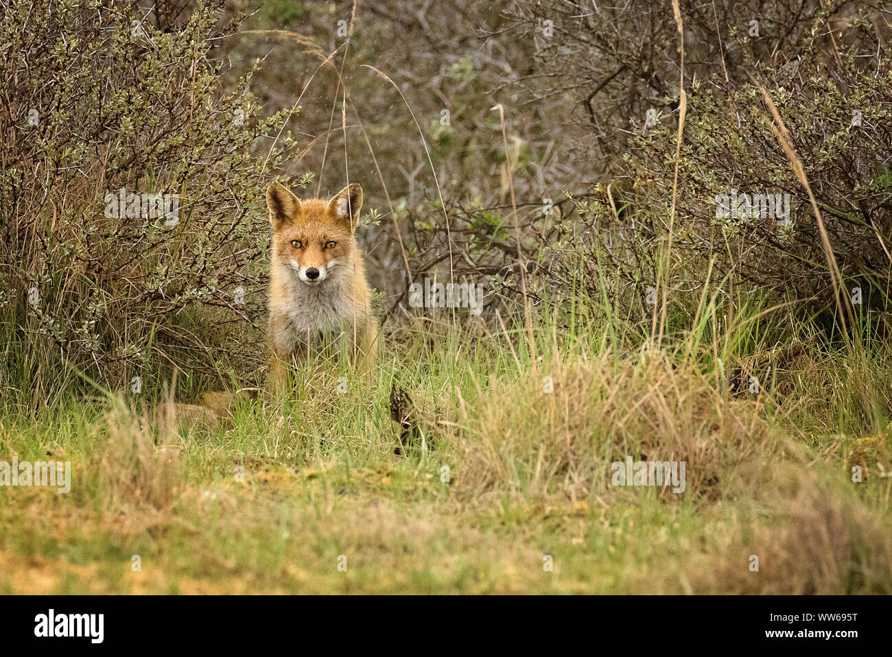 Fox prey jump hi-res stock photography and images - Alamy