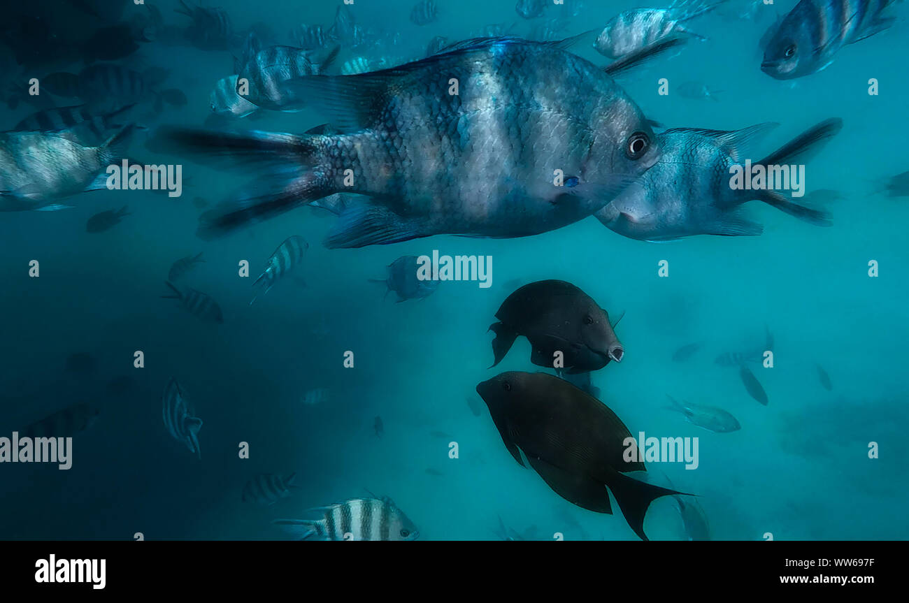 Mauritius fish hi-res stock photography and images - Alamy