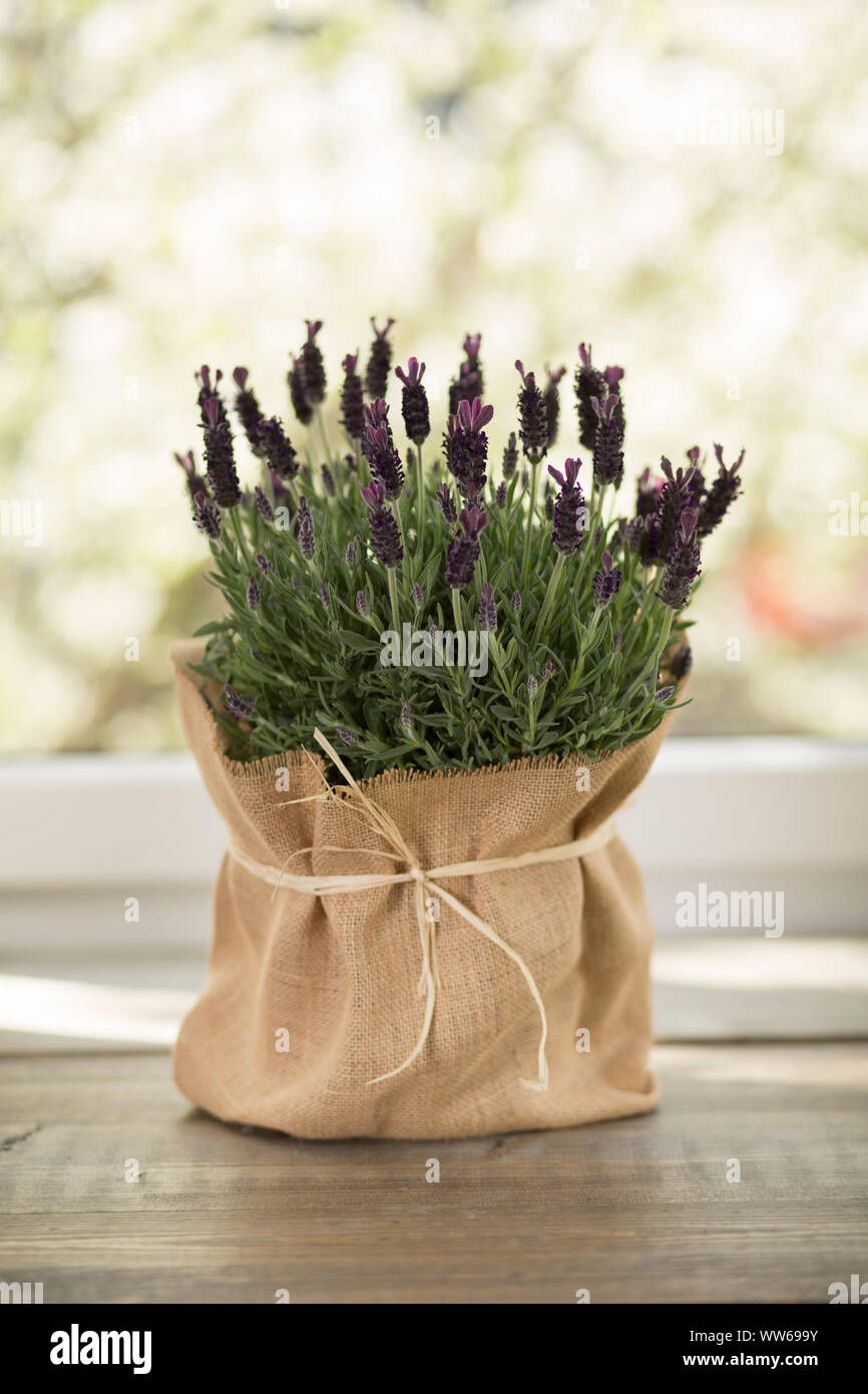 Lavender in pot hi-res stock photography and images - Alamy