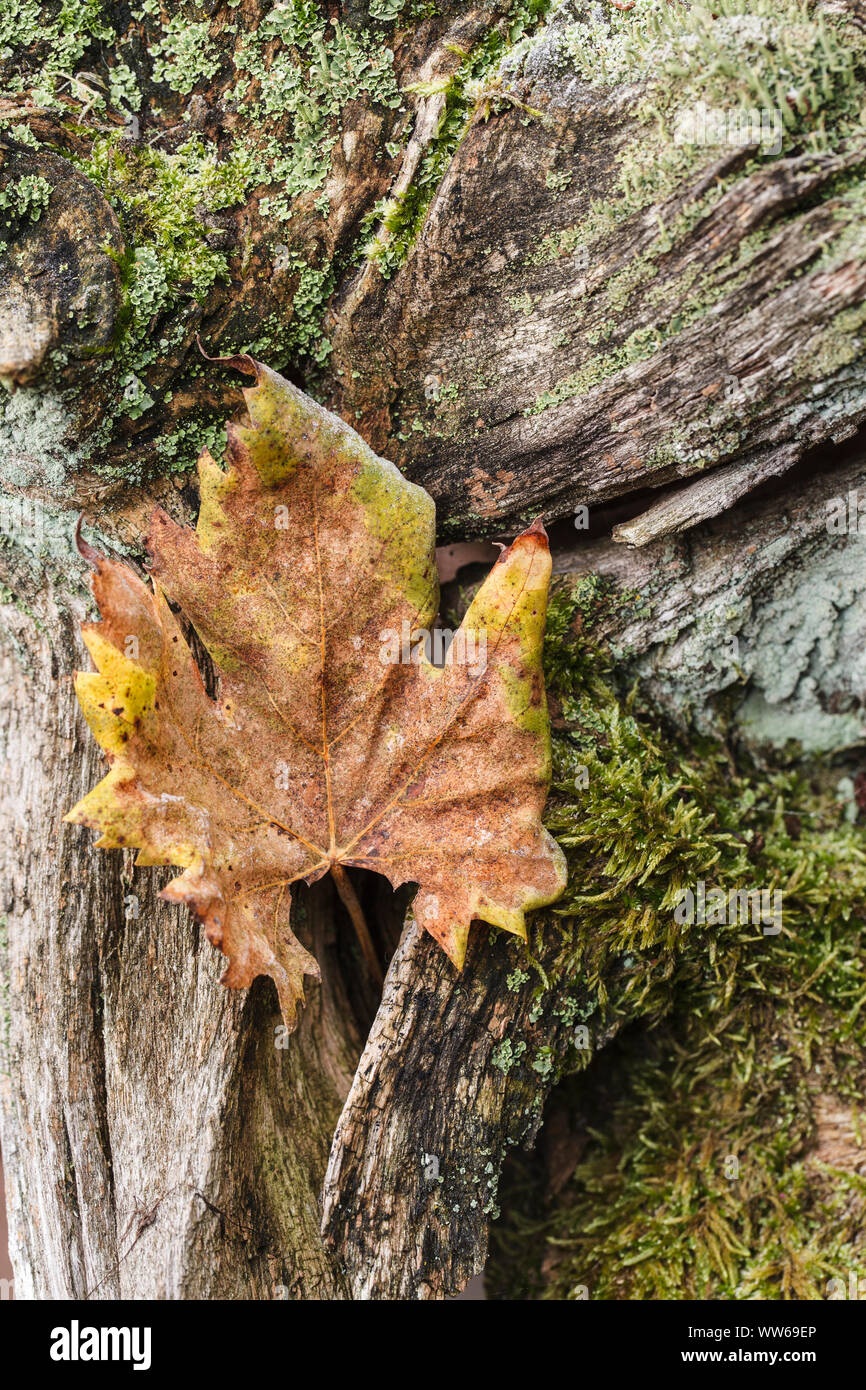 Weather beaten wood of a trunk hi-res stock photography and images - Alamy