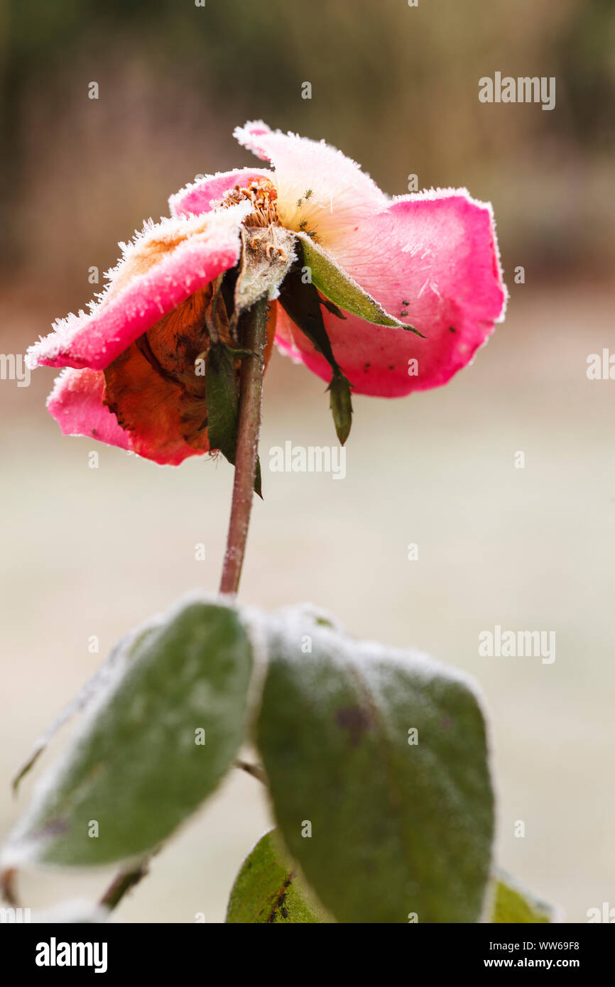 frost-covered rose blossom Stock Photo - Alamy