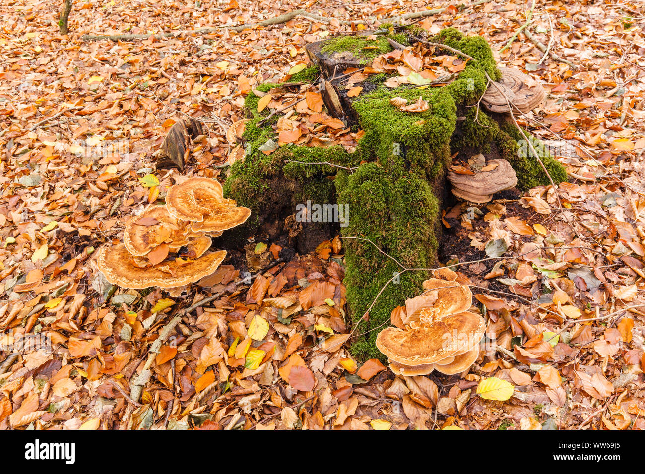 Giant polypores (Meripilus giganteus Stock Photo - Alamy