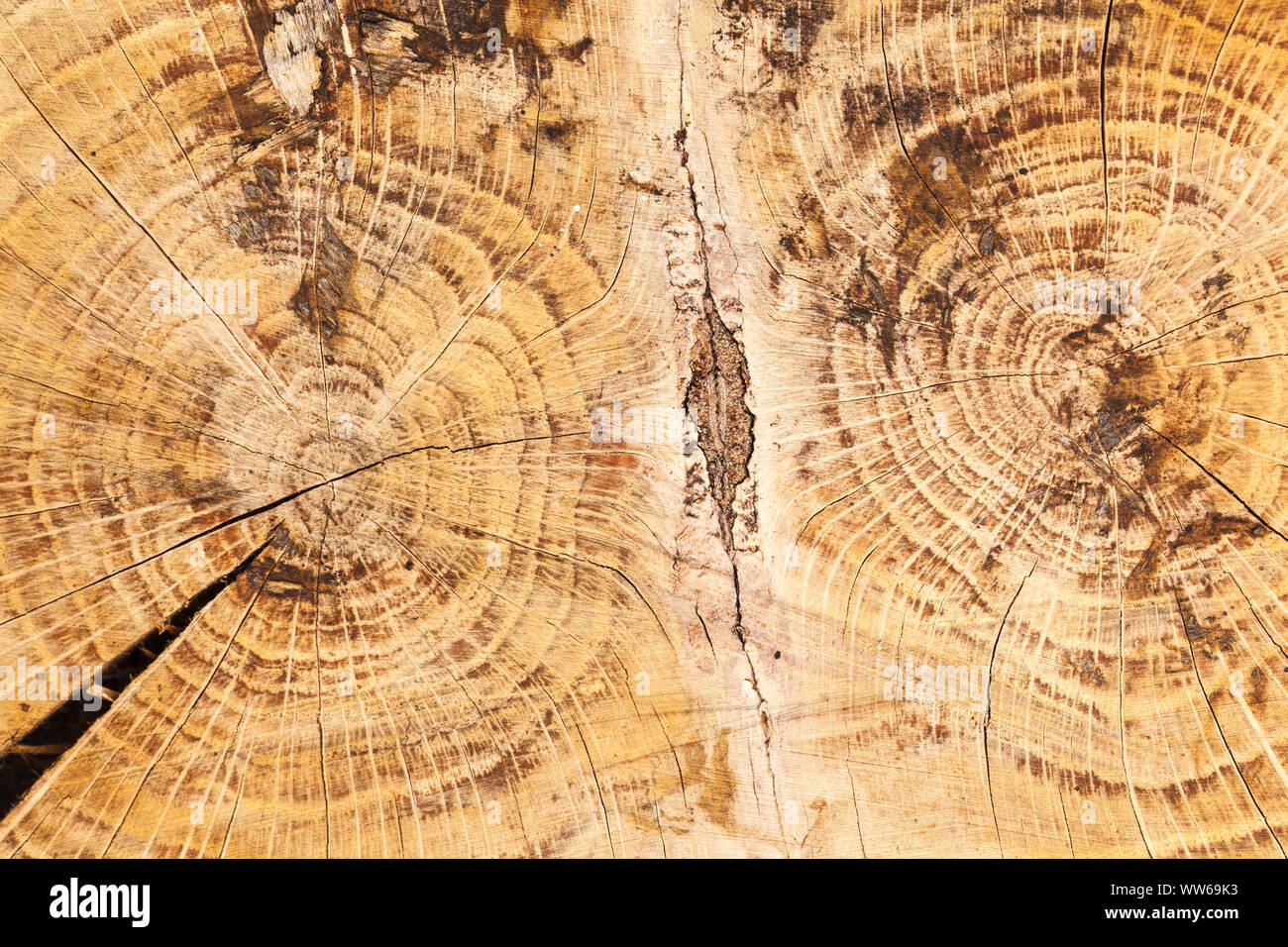 Tree trunk cross section tree rings hi-res stock photography and images ...