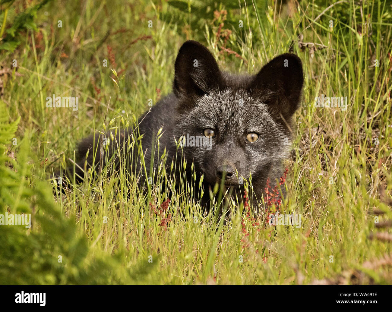 Sly fox hi-res stock photography and images - Alamy