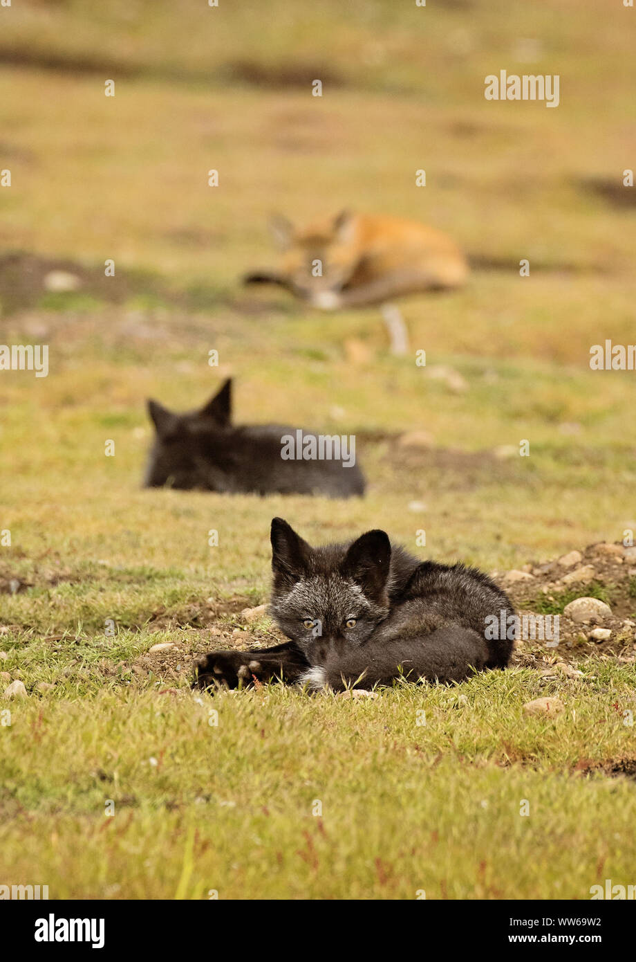 Sly fox hi-res stock photography and images - Alamy