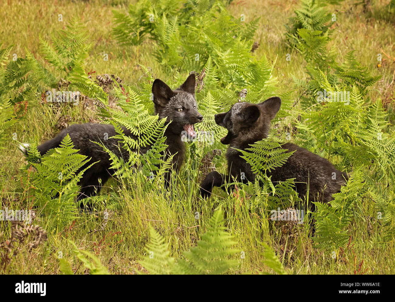 Red fox prancing and playing in the fields and looking for their next ...