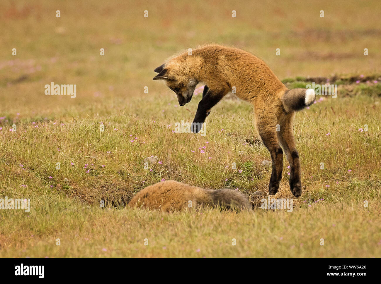 Fox prey jump hi-res stock photography and images - Alamy