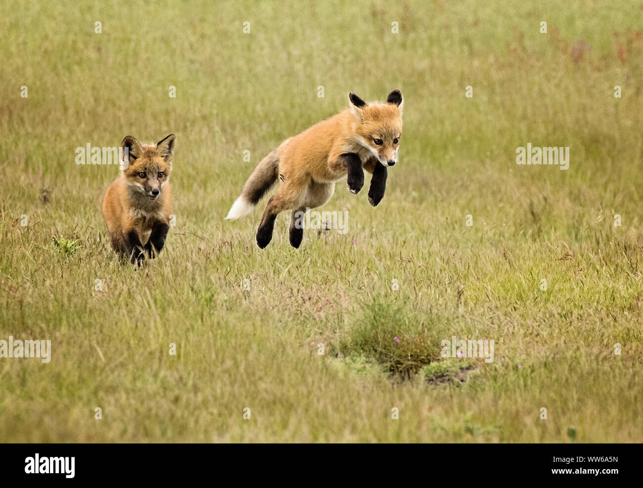 Red fox prancing and playing in the fields and looking for their next ...