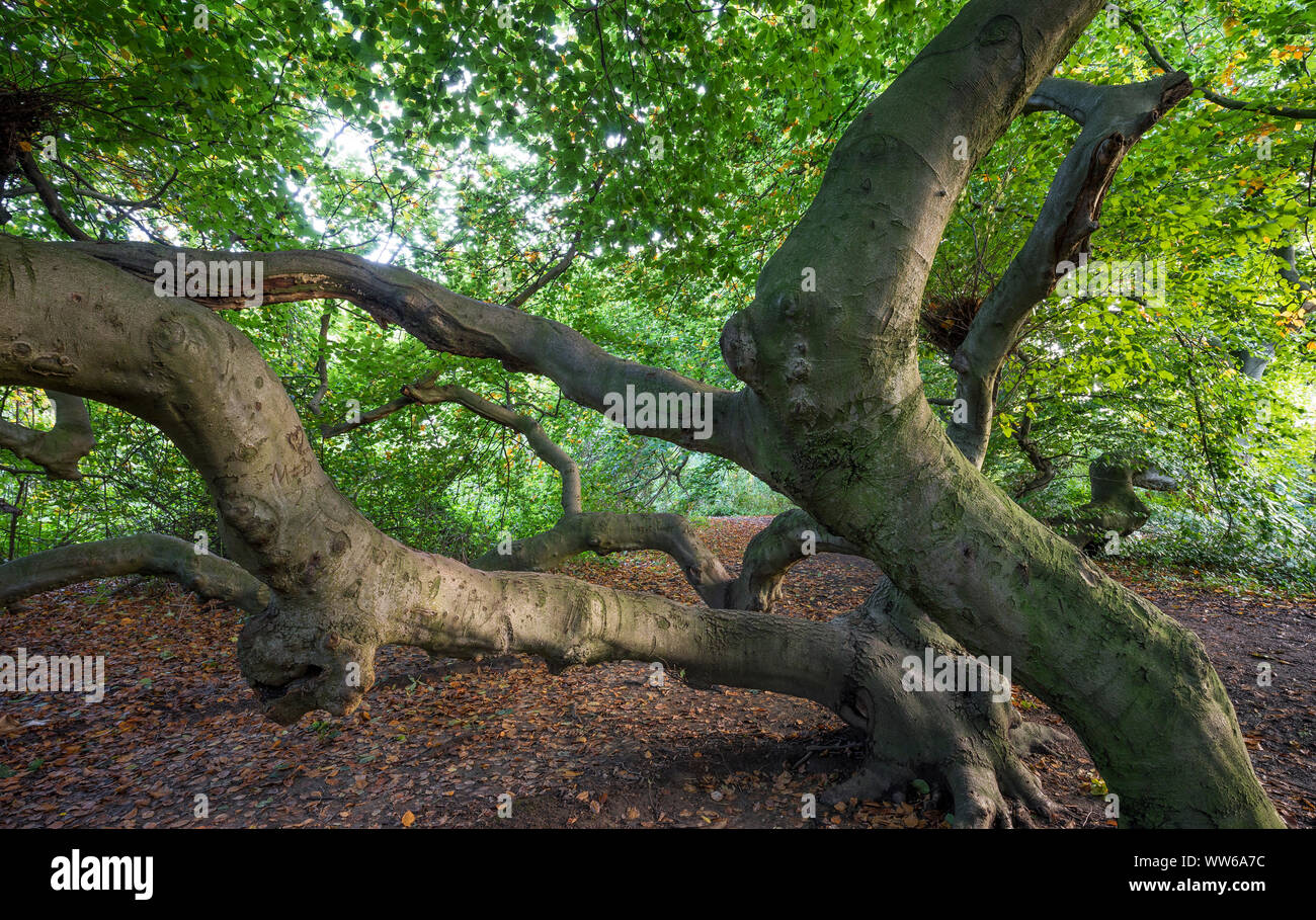 Dwarf beech tree hi-res stock photography and images - Alamy
