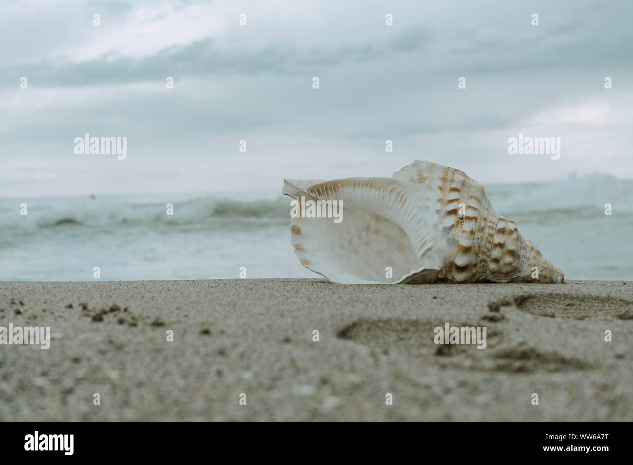 Sea shell laying on the shore of the beach giving a relaxing feeling ...