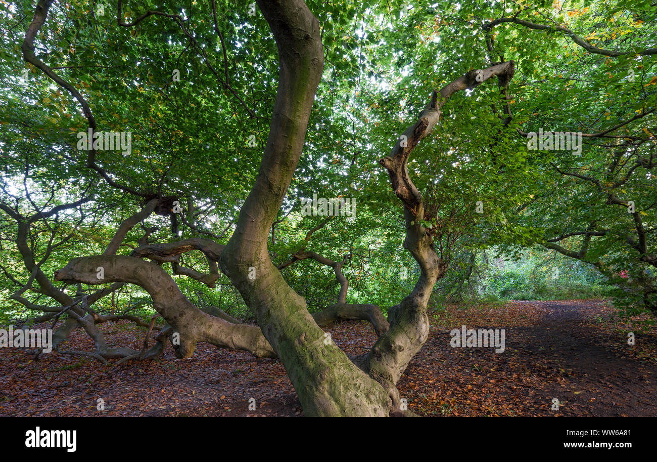 Dwarf beech tree hi-res stock photography and images - Alamy