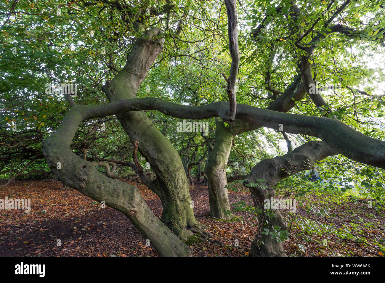 Bad nenndorf hi-res stock photography and images - Alamy