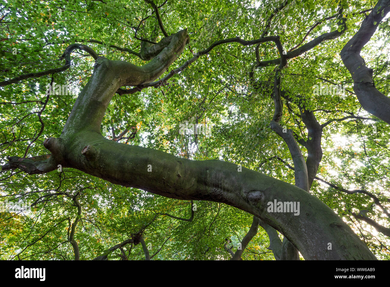 Dwarf beech tree hi-res stock photography and images - Alamy