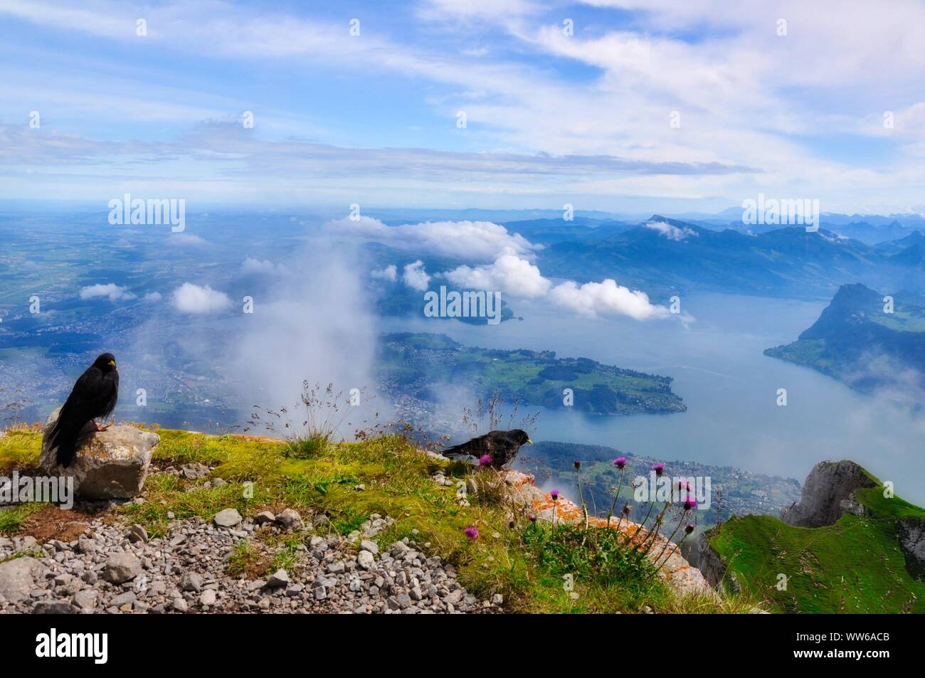 Switzerland wildlife hi-res stock photography and images - Alamy
