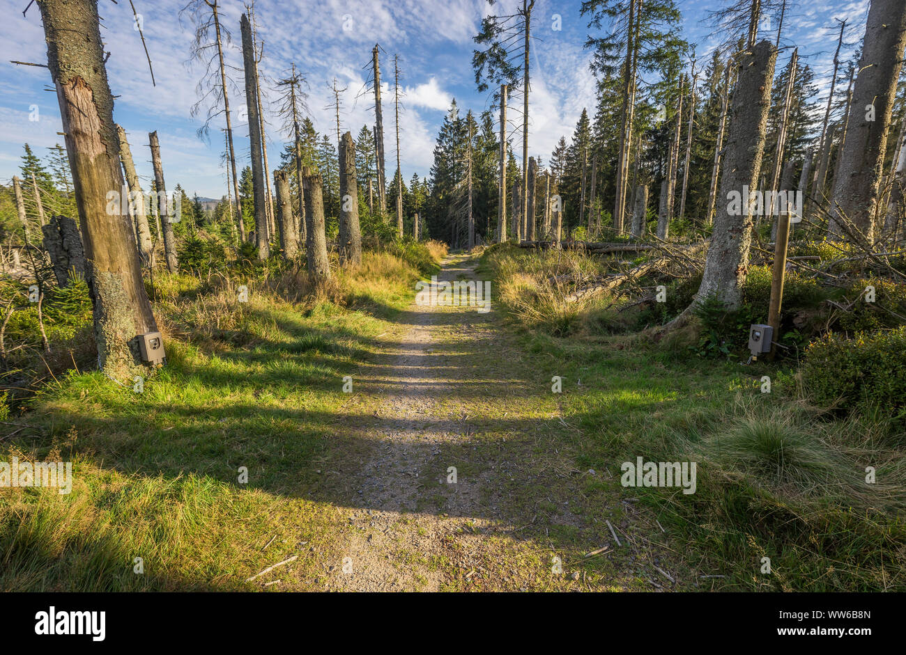 Camera trap for the systematic photograph of lynx hi-res stock ...