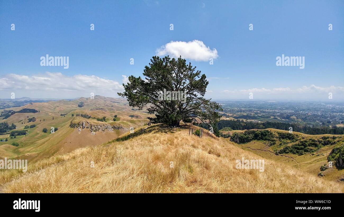 Tree on hill, overlooking the city of Havelock from Mata Peak in New ...