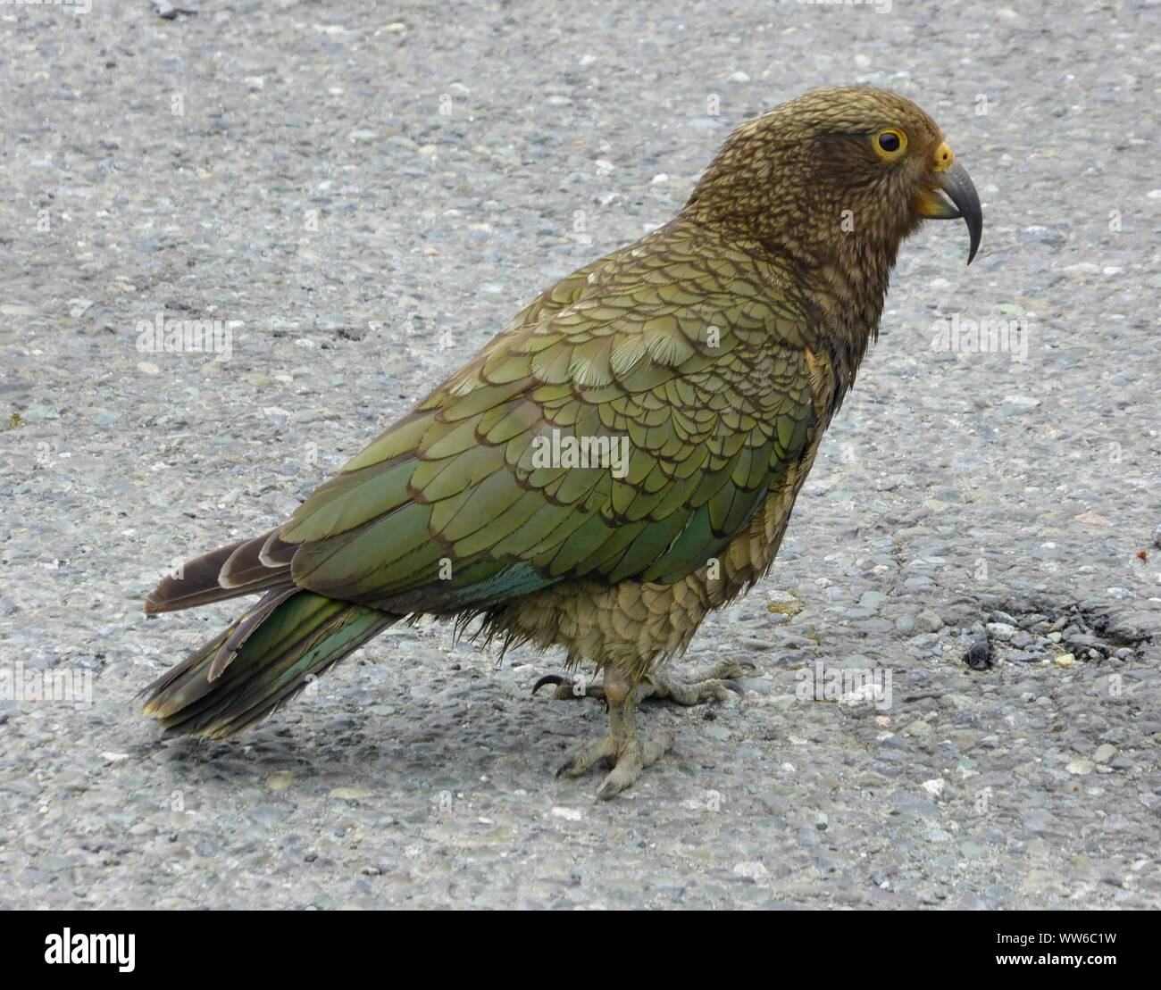Kea, New Zealand Stock Photo - Alamy