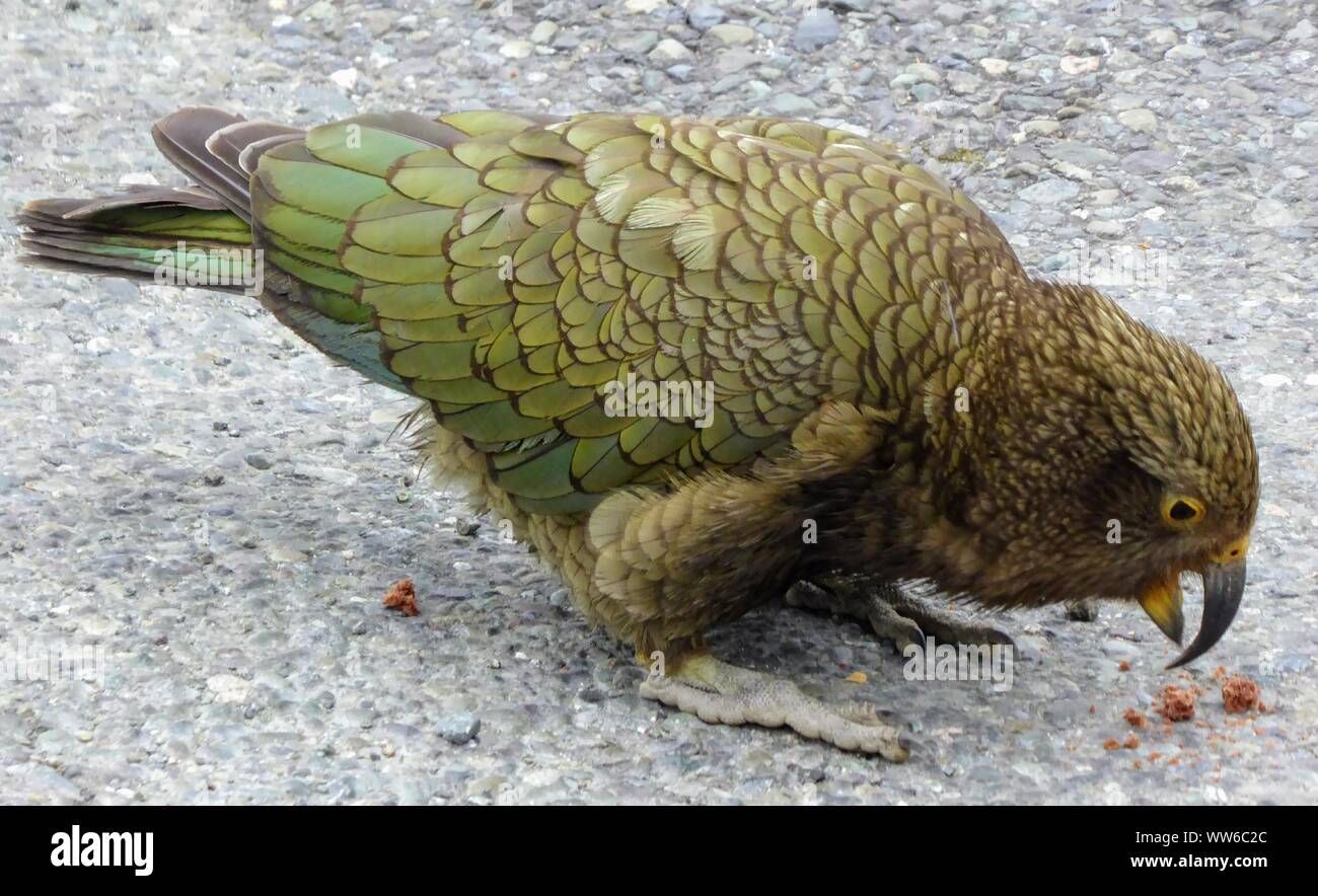 Kea eating hi-res stock photography and images - Alamy