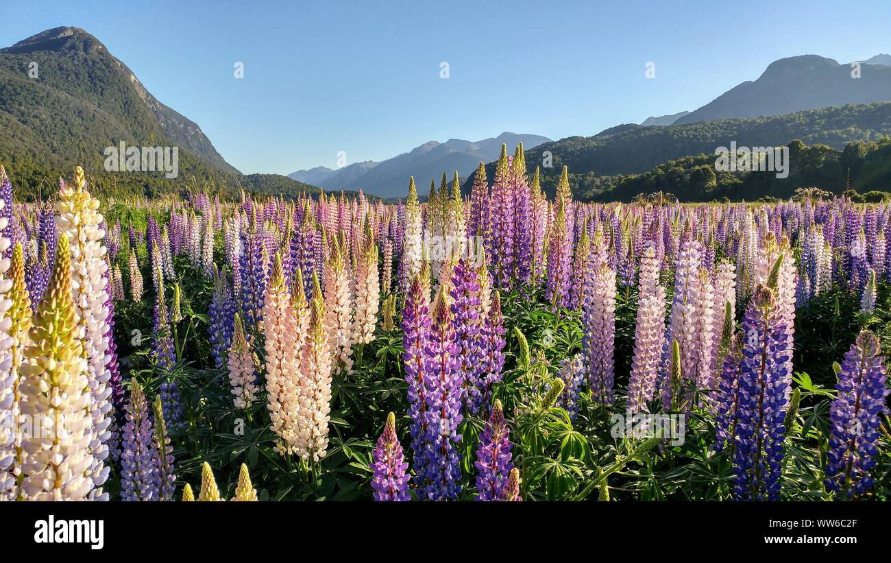 Colorful lupine meadow, New Zealand Stock Photo - Alamy