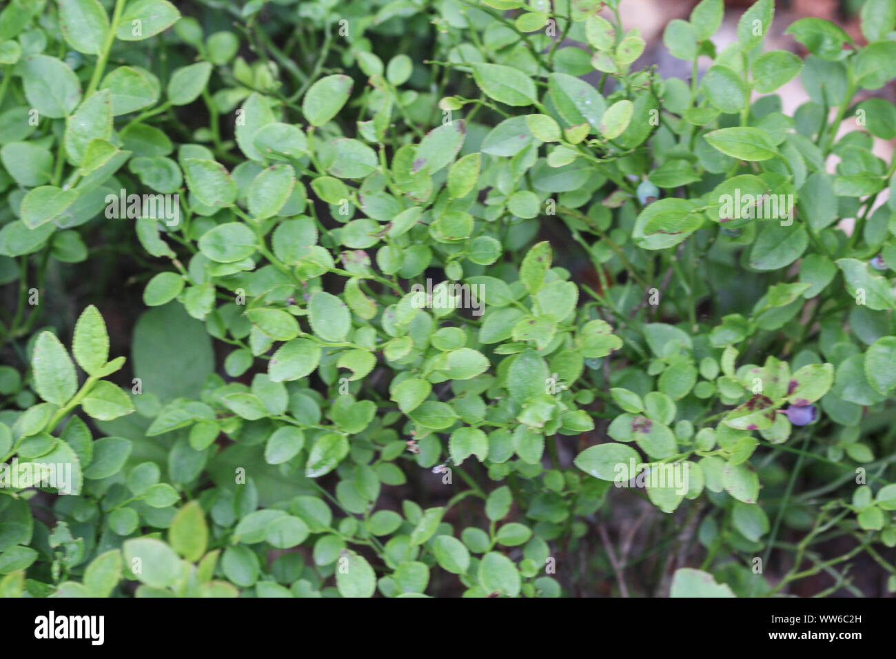 Wimberry hi-res stock photography and images - Alamy