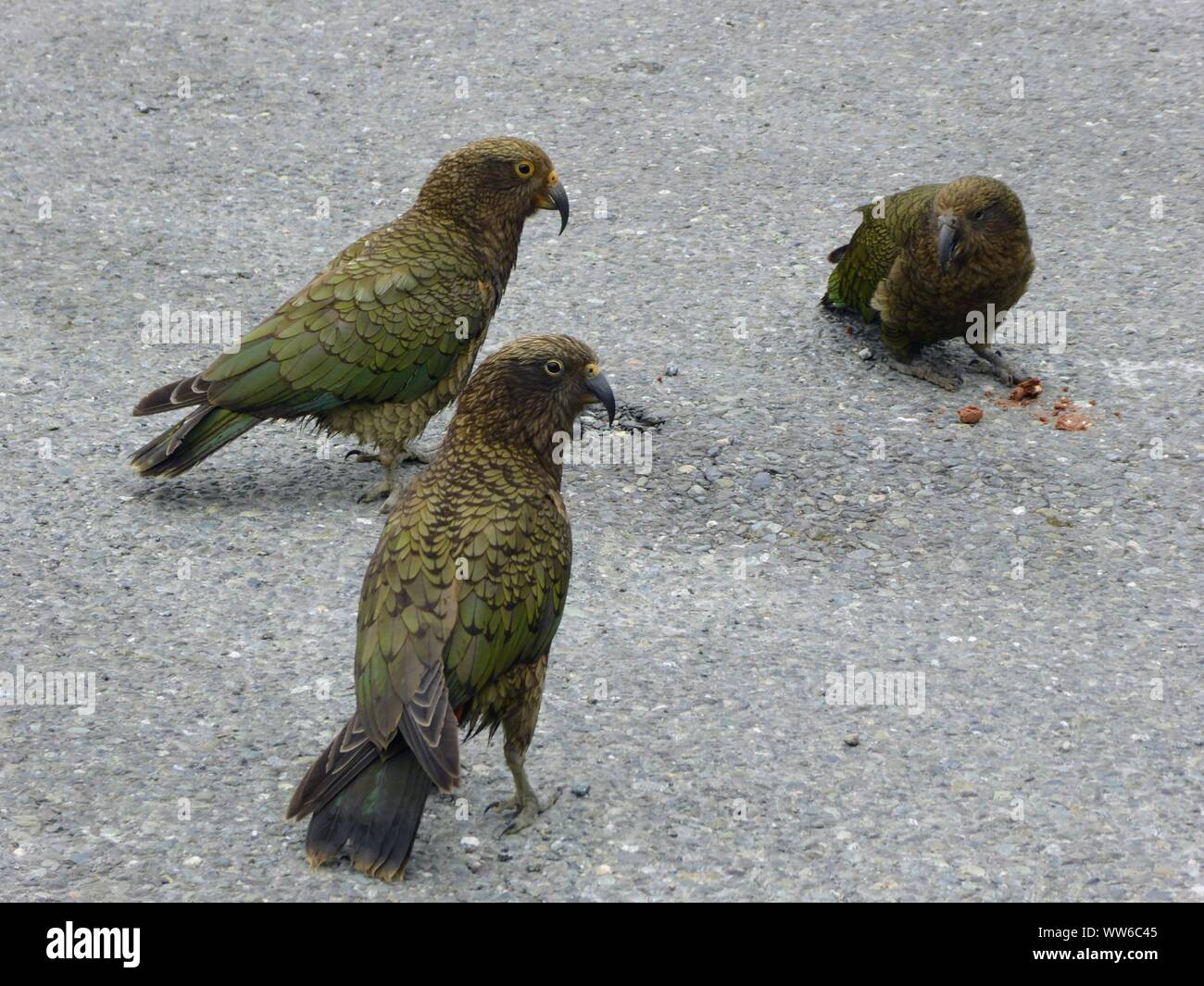 3 keas, New Zealand Stock Photo - Alamy