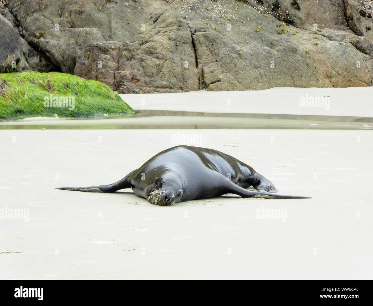 Seal bay new zealand hi-res stock photography and images - Alamy