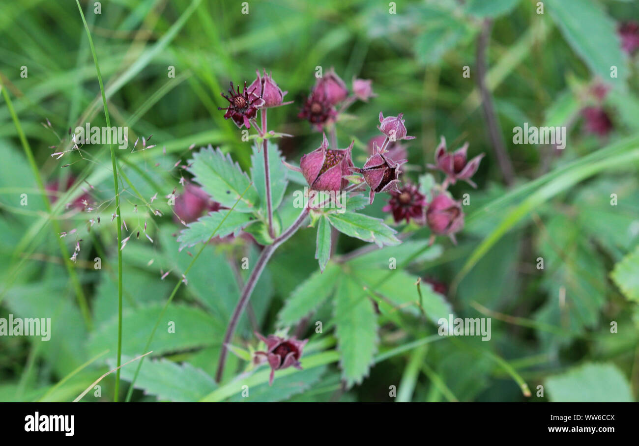 Marshlocks High Resolution Stock Photography and Images - Alamy