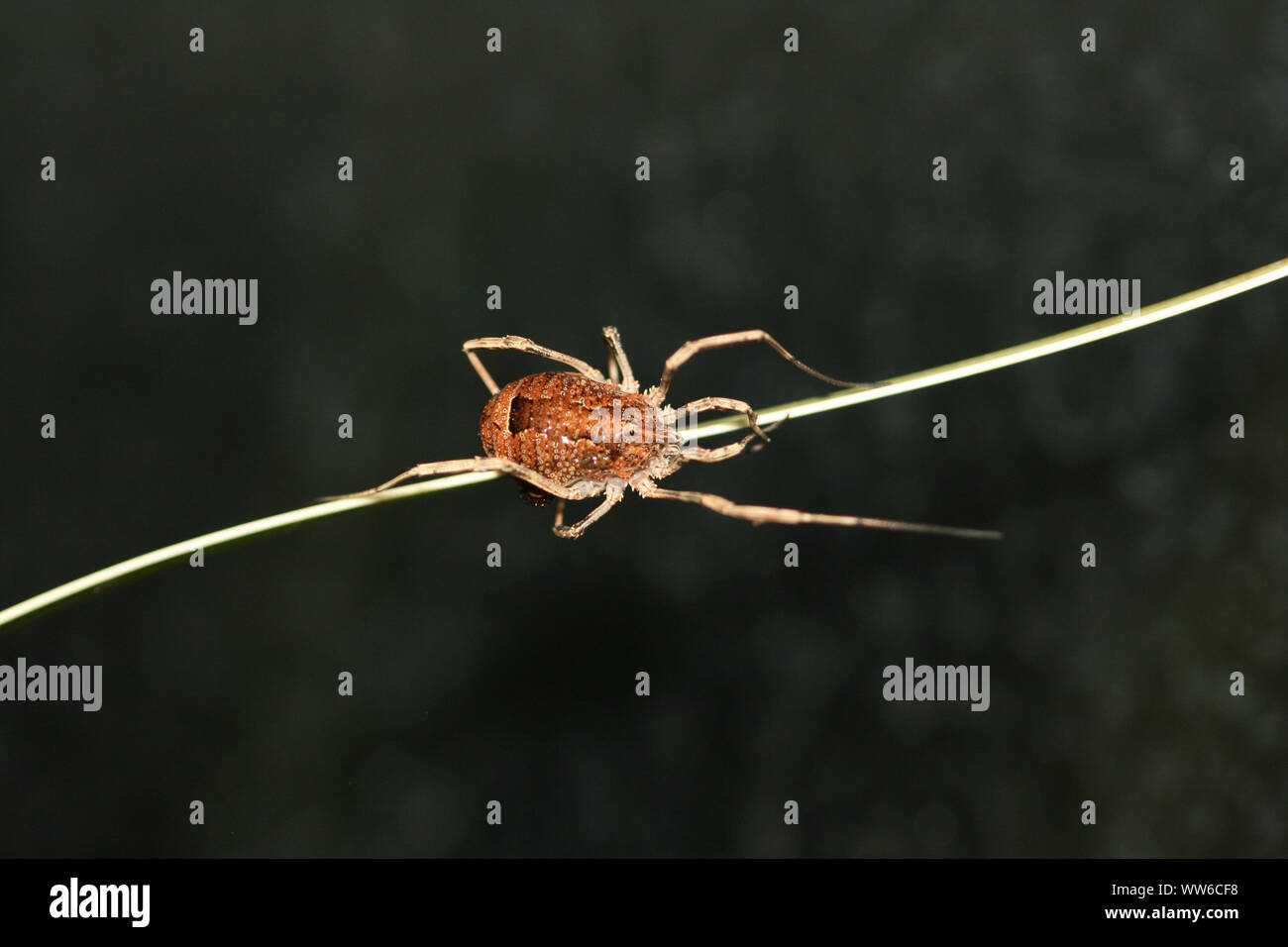 Harvestman arachnida hi-res stock photography and images - Alamy
