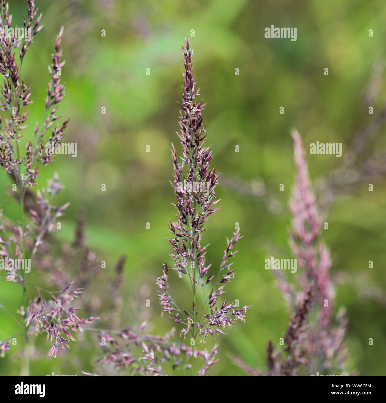 close up of Holcus lanatus, Common names include Yorkshire fog, tufted ...