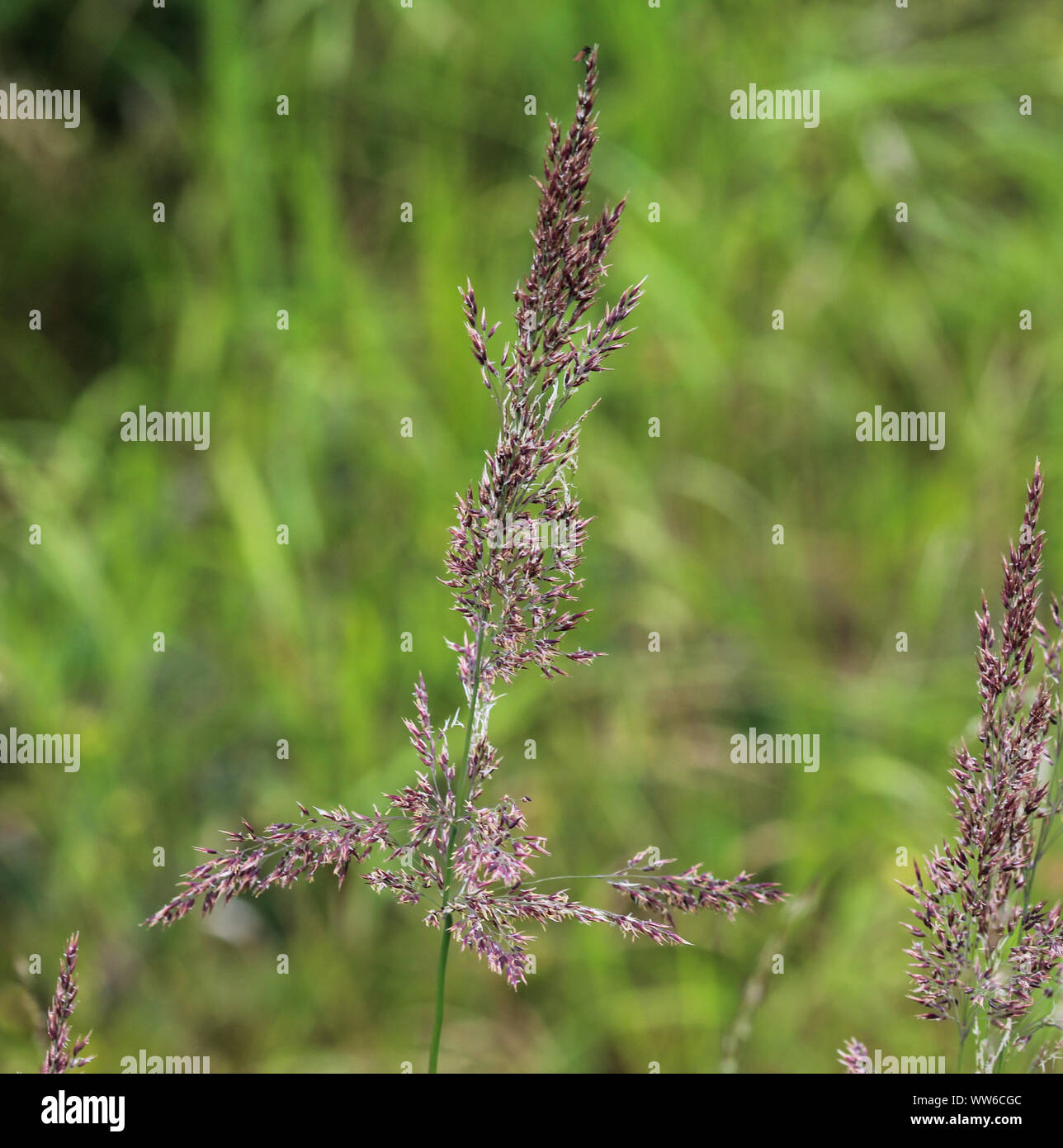 close up of Holcus lanatus, Common names include Yorkshire fog, tufted ...