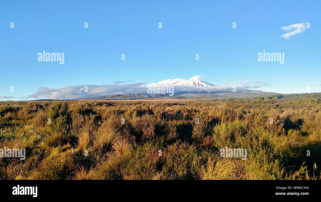 Snowy volcano on the horizon with a meadow in front of it in New ...