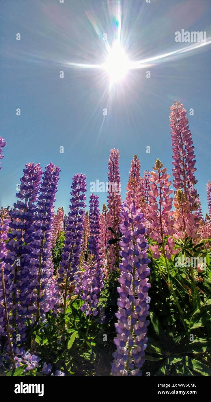 Lupins tower to the sky hi-res stock photography and images - Alamy