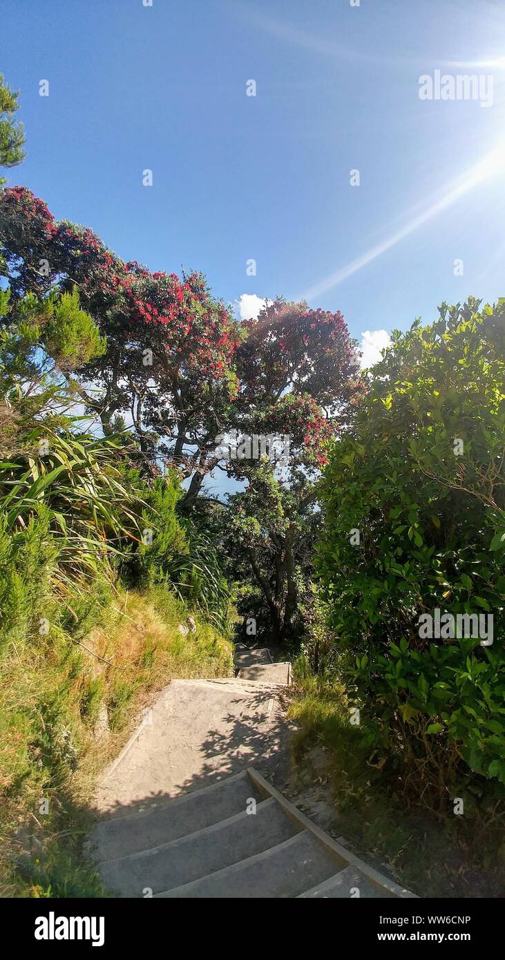 Stairs down to red trees in new zealand hi-res stock photography and ...
