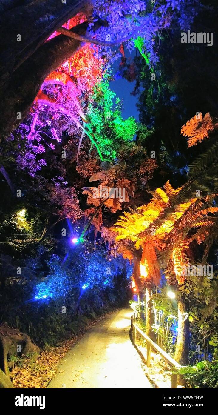 Colorfully lit path in the park, Pukekura New Zealand Stock Photo - Alamy