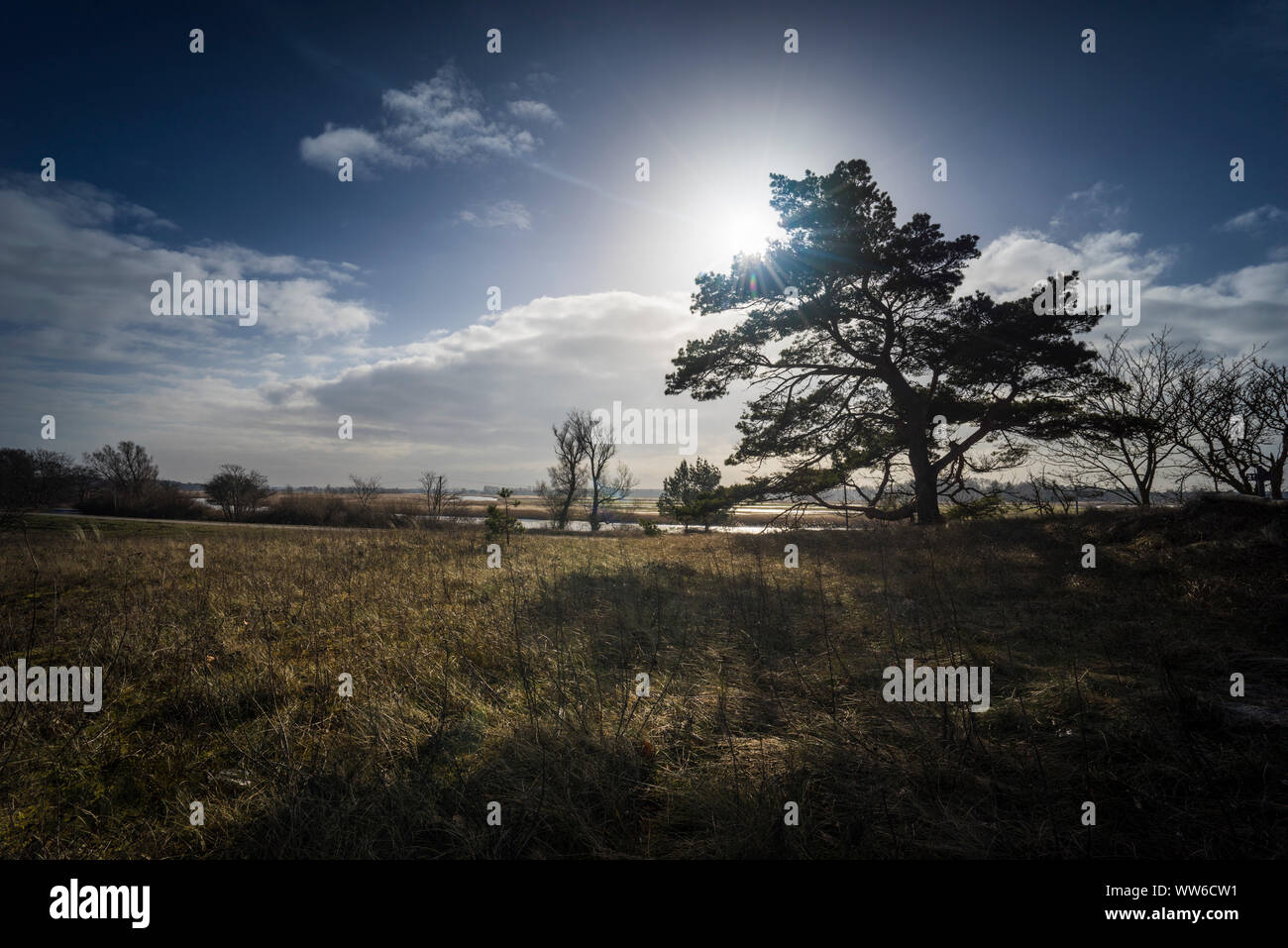 Landscape at evening light, setting sun irradiated trees Stock Photo ...