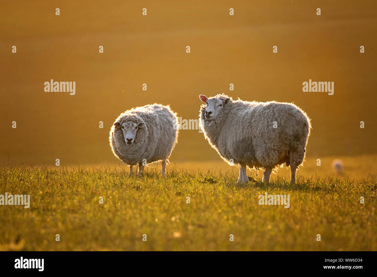 Abundance of sheep graze the hills and valleys of New Zealand. Farmers ...