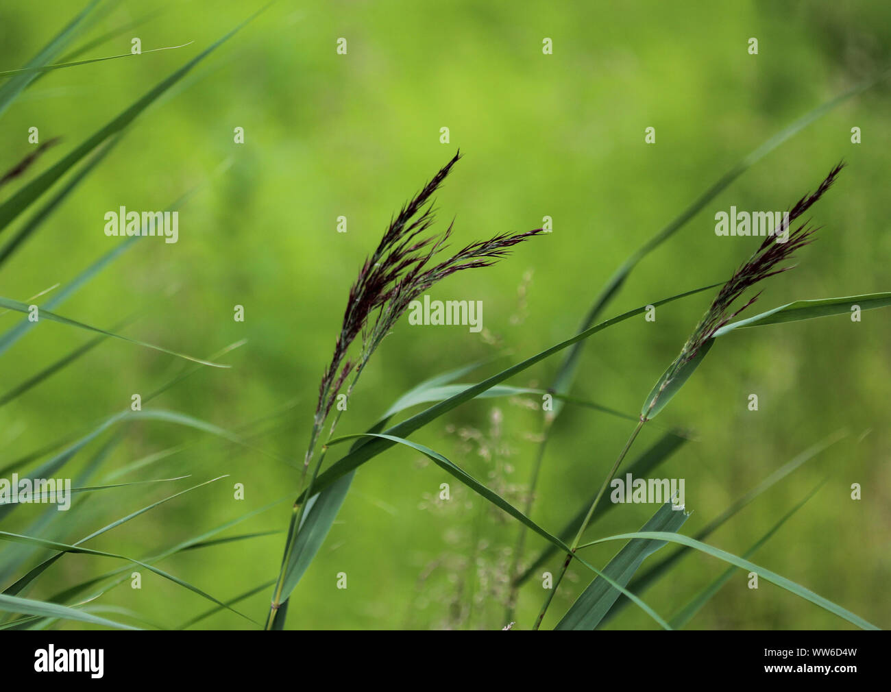 Common reed phragmites communis hi-res stock photography and images - Alamy