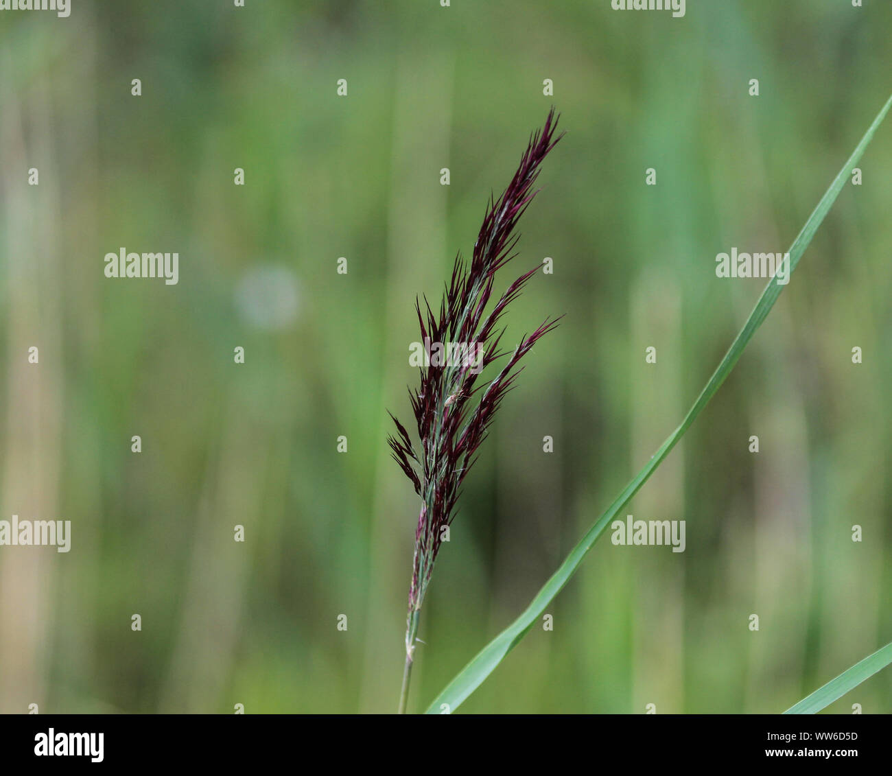 Common reed phragmites communis hi-res stock photography and images - Alamy